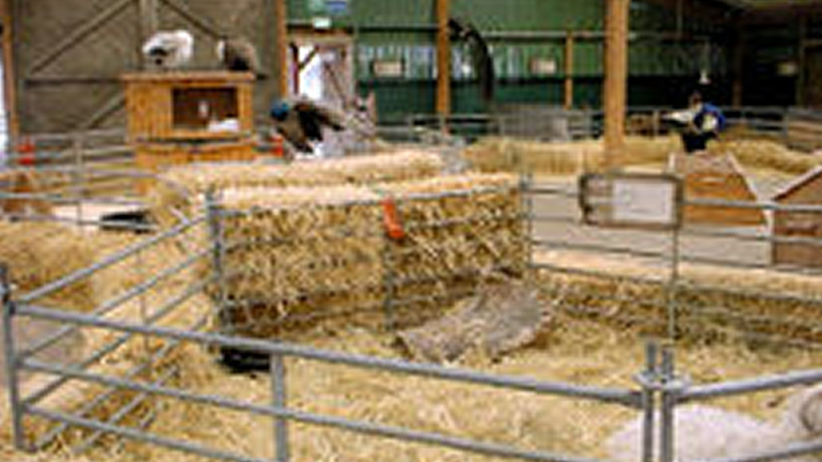 Farm animals destroyed as Foot & Mouth spreads